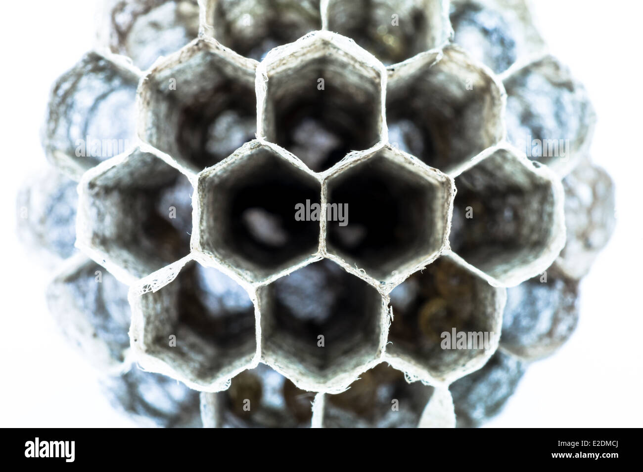 Wasp lines hi-res stock photography and images - Alamy