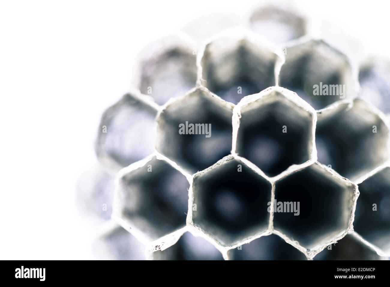Wasp lines hi-res stock photography and images - Alamy