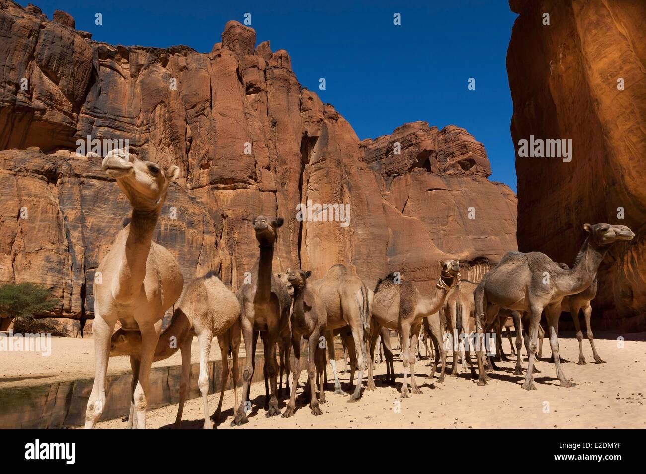 Chad Southern Sahara desert Ennedi massif guelta (water reservoir ...