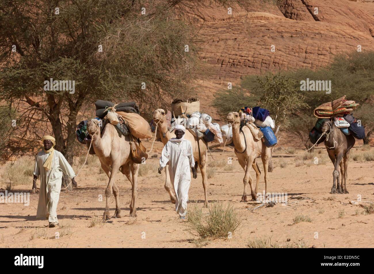 Chad Southern Sahara desert Ennedi massif Archei caravan of toubou ...