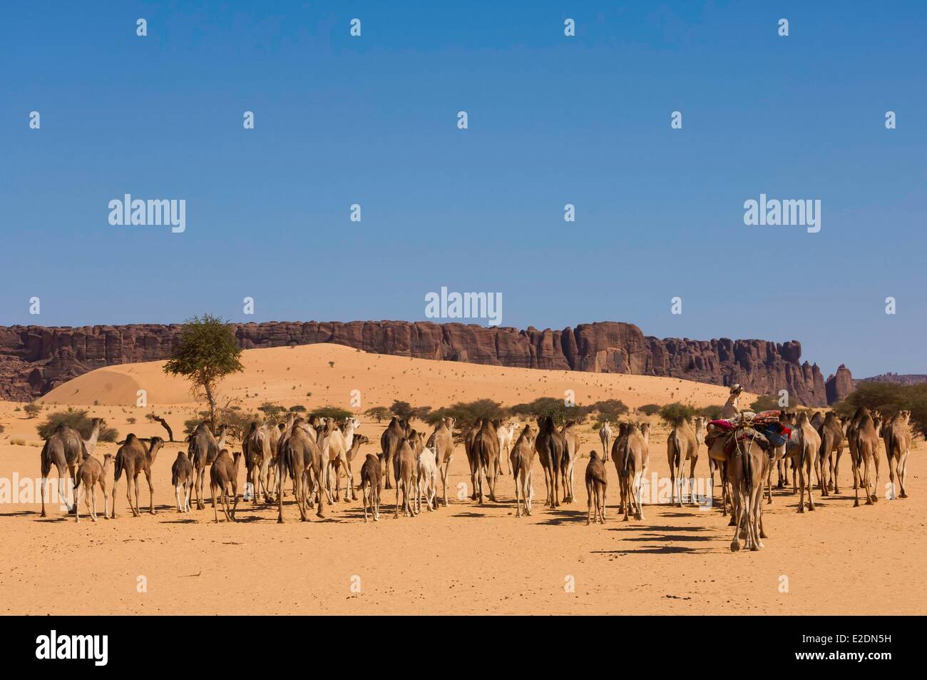 Chad Southern Sahara desert Ennedi massif Archei caravan of toubou ...