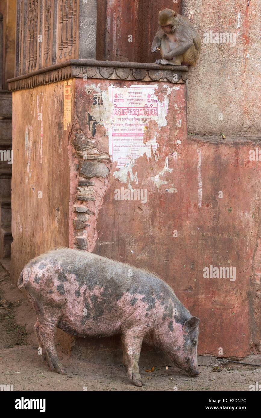 India Rajasthan state Jaipur monkeys in the area of ??Galta Stock Photo ...