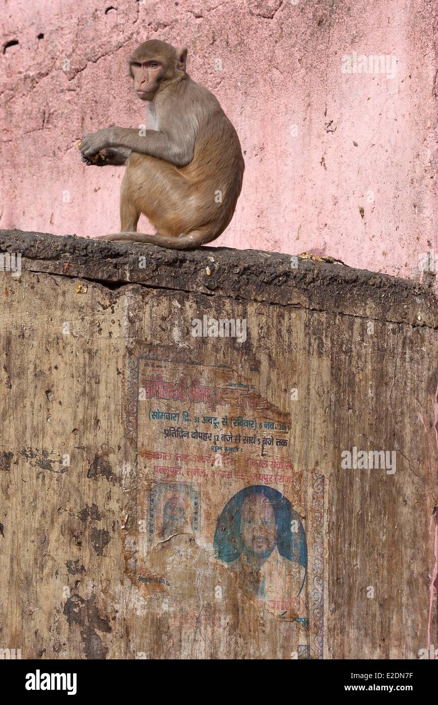 India Rajasthan state Jaipur monkeys in the area of ??Galta Stock Photo ...