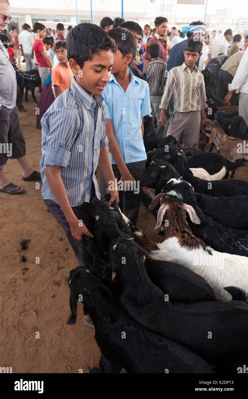 India rajasthan goat hi-res stock photography and images - Alamy
