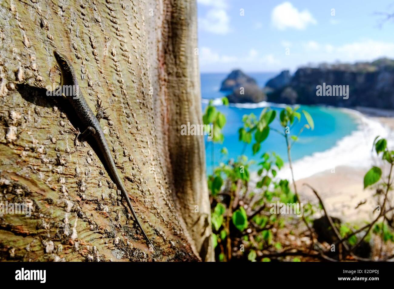 Lizards of brazil hi-res stock photography and images - Alamy