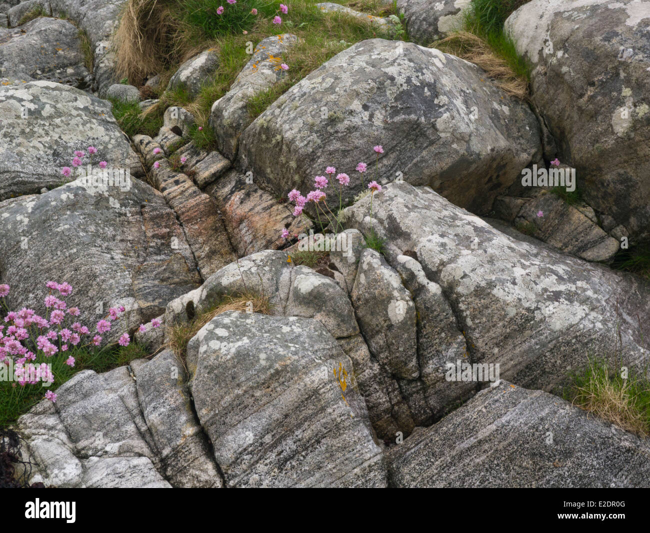 Thrift growing in examples of Amphibolite a metamorphic rock in South ...