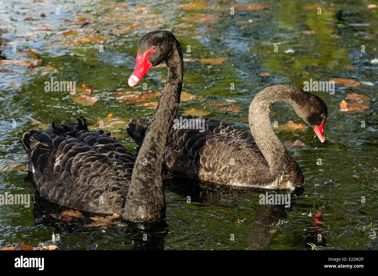 New Zealand North island Bay of Plenty region Rotorua the black swan ...