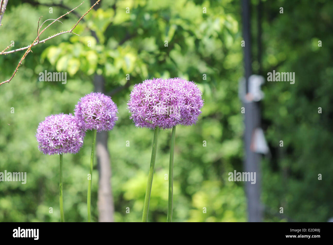 Alliums, also known as ornamental onions, are grown for their showy ...