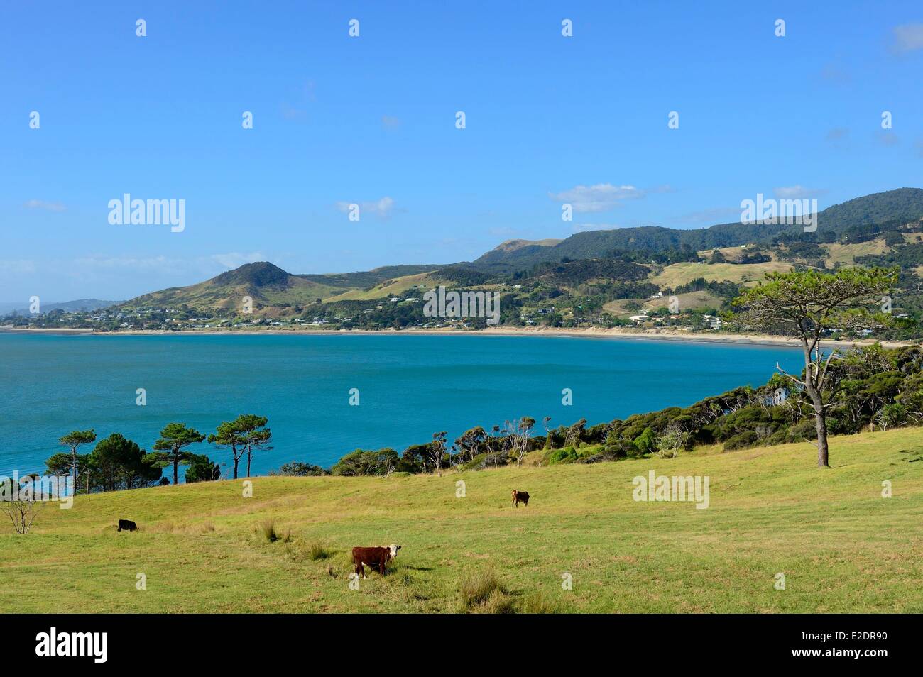 Omapere hi-res stock photography and images - Alamy