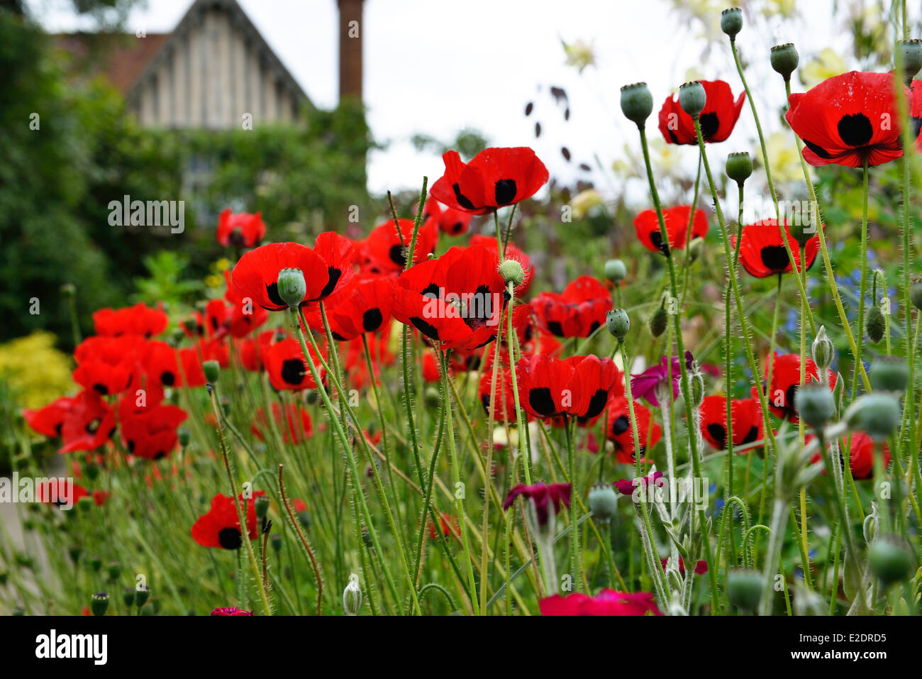 Christopher lloyd great dixter hi-res stock photography and images - Alamy