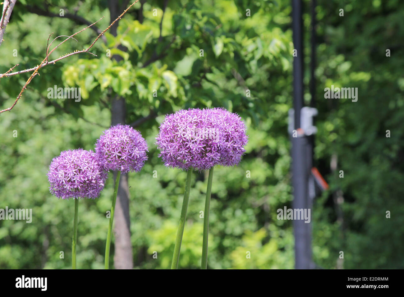 Alliums, also known as ornamental onions, are grown for their showy ...