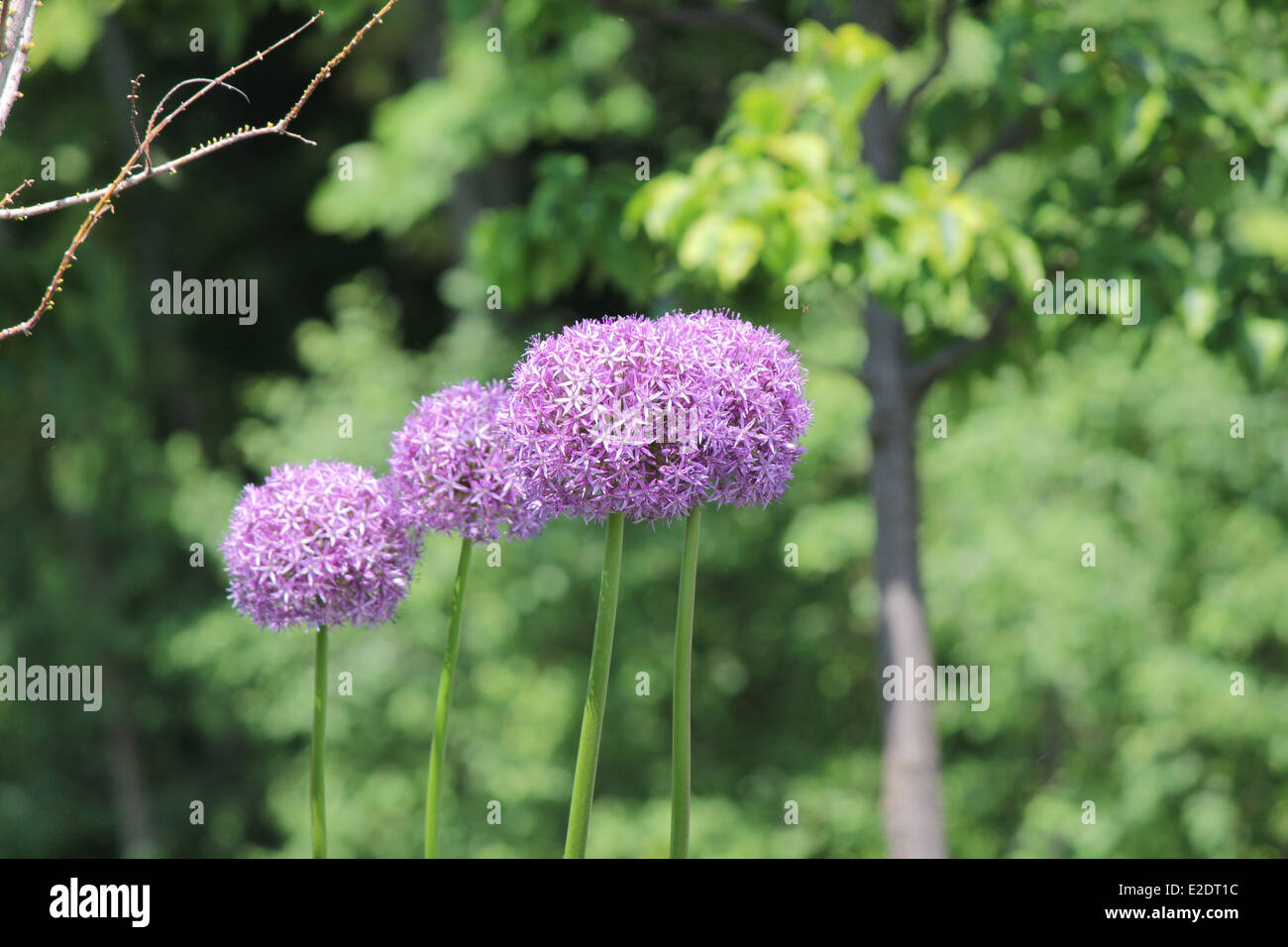 Alliums, also known as ornamental onions, are grown for their showy ...