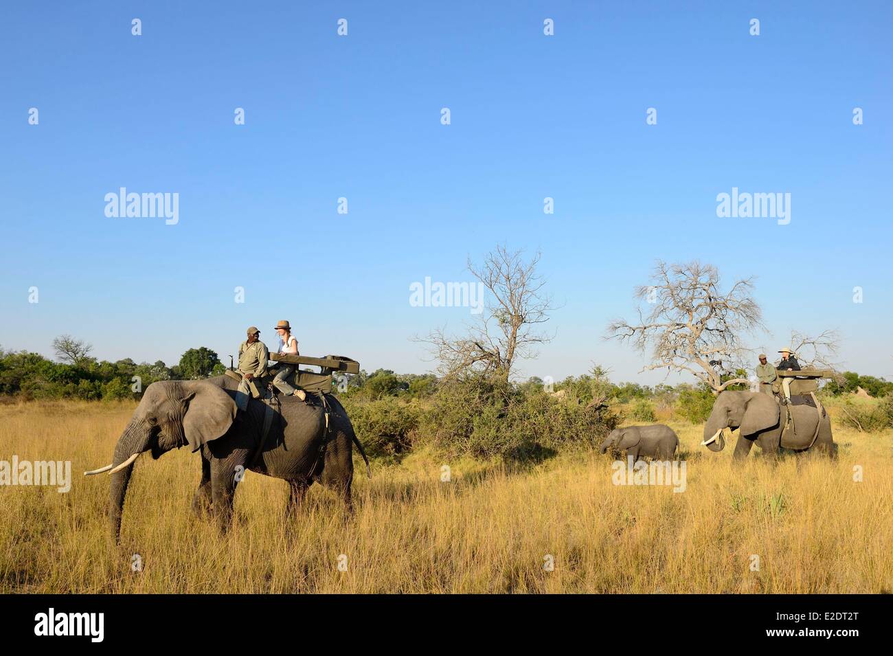 Botswana North West District the Okavango Delta the Abu Camp is home to ...