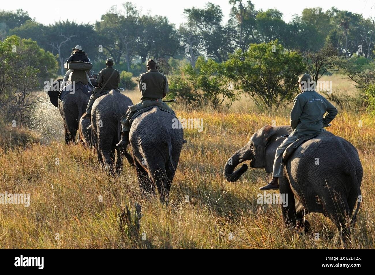 Botswana North West District the Okavango Delta the Abu Camp is home to ...