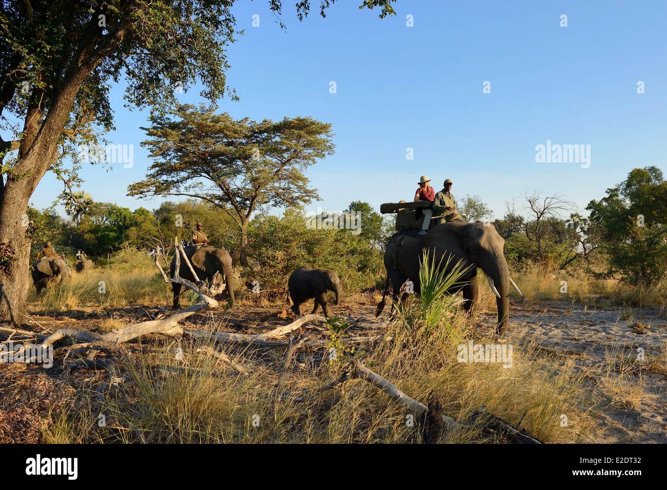 Botswana North West District the Okavango Delta the Abu Camp is home to ...