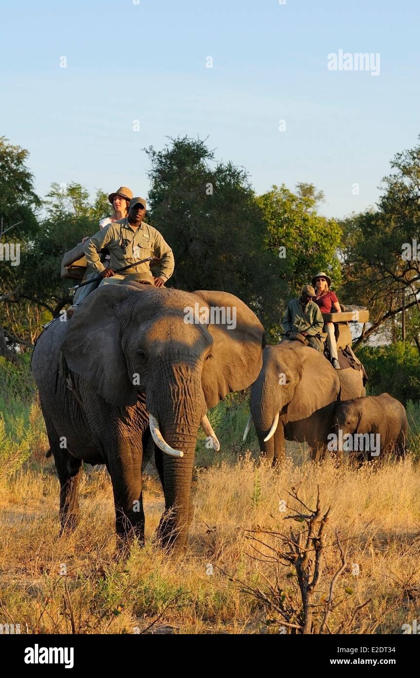 Botswana North West District the Okavango Delta the Abu Camp is home to ...