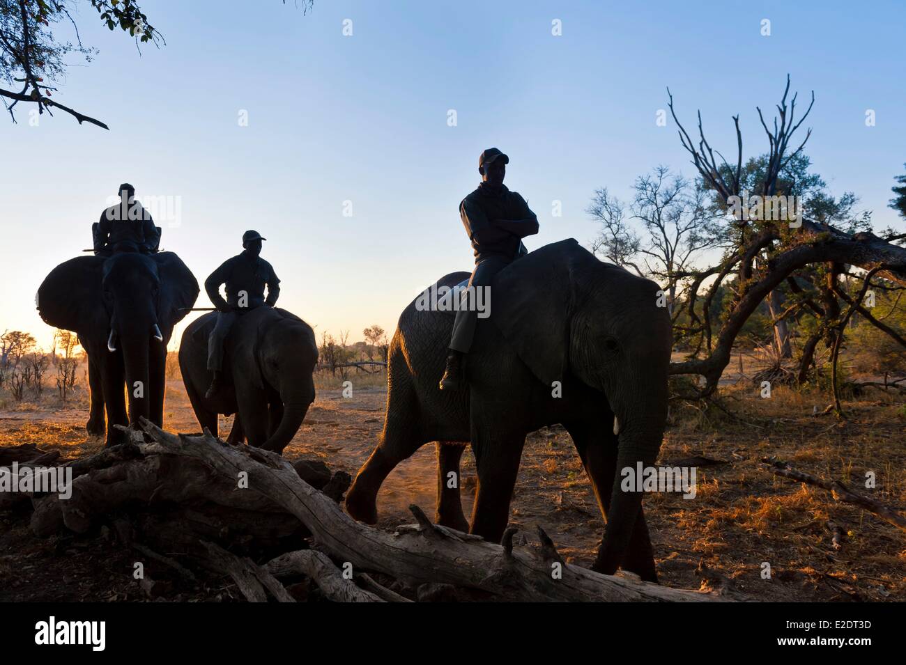 Botswana North West District the Okavango Delta the Abu Camp is home to ...