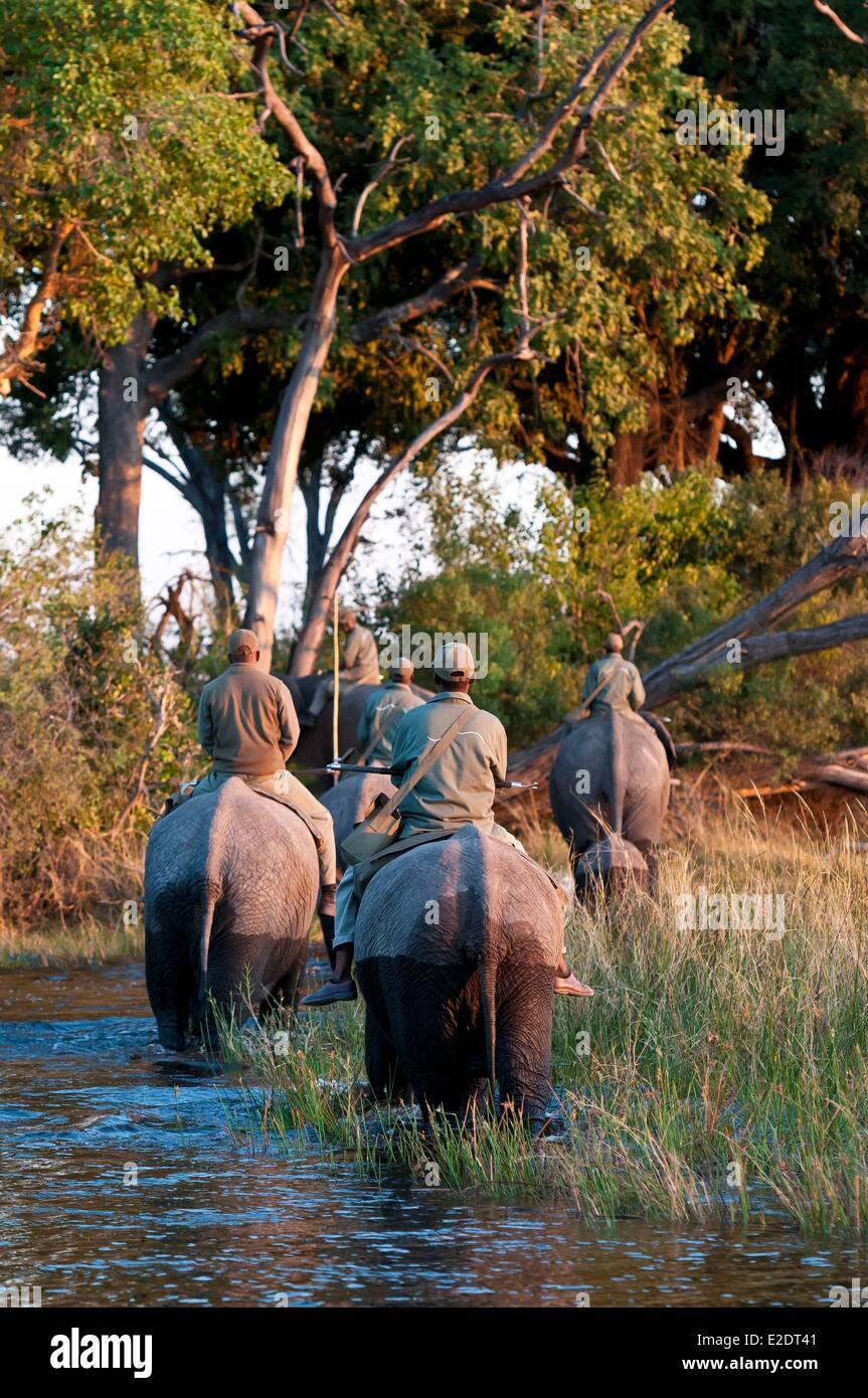Botswana North West District the Okavango Delta the Abu Camp is home to ...