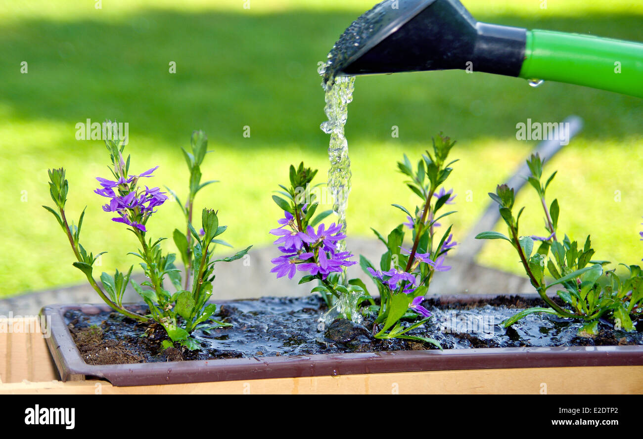 Plastic water pot hi-res stock photography and images - Alamy