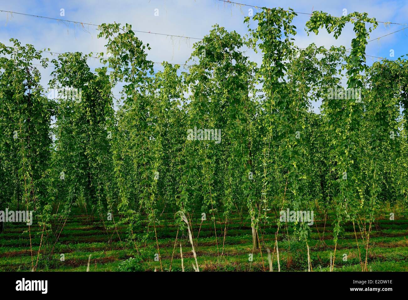Hops hi-res stock photography and images - Alamy