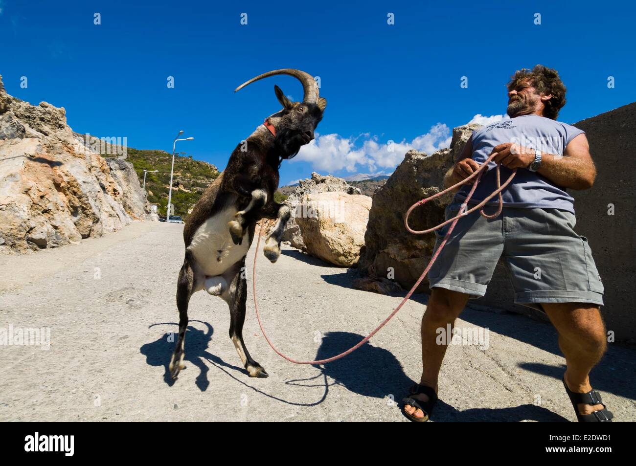Greece Crete Sougia captain Joseph and his tamed wild sheep Stock Photo ...