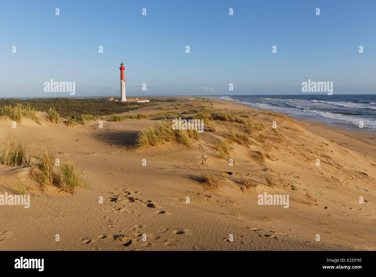 France Charente Maritime La Coubre forest the lighthouse La Coubre ...