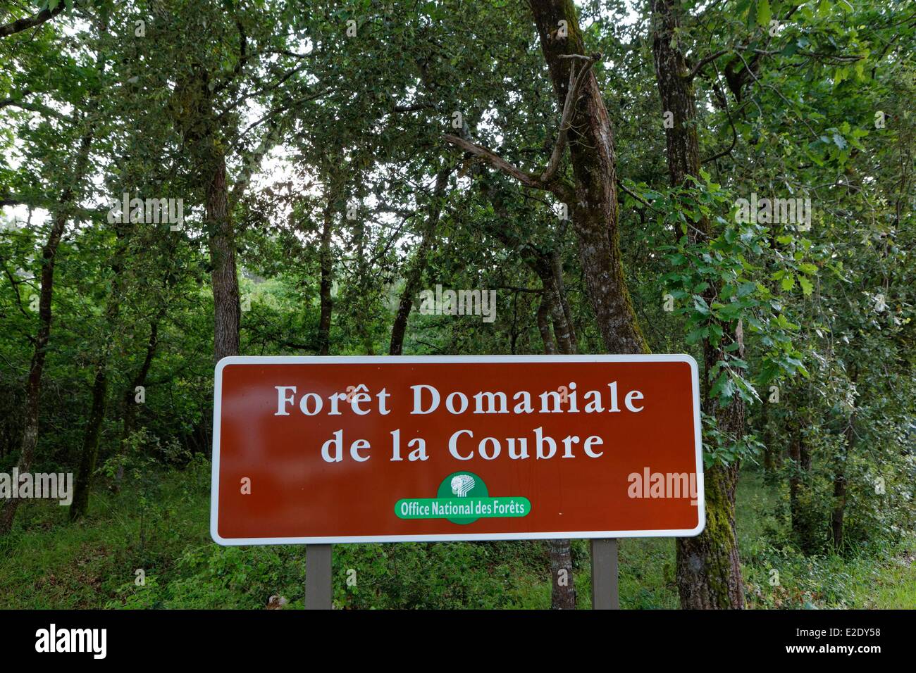 France Charente Maritime La Coubre forest Stock Photo - Alamy