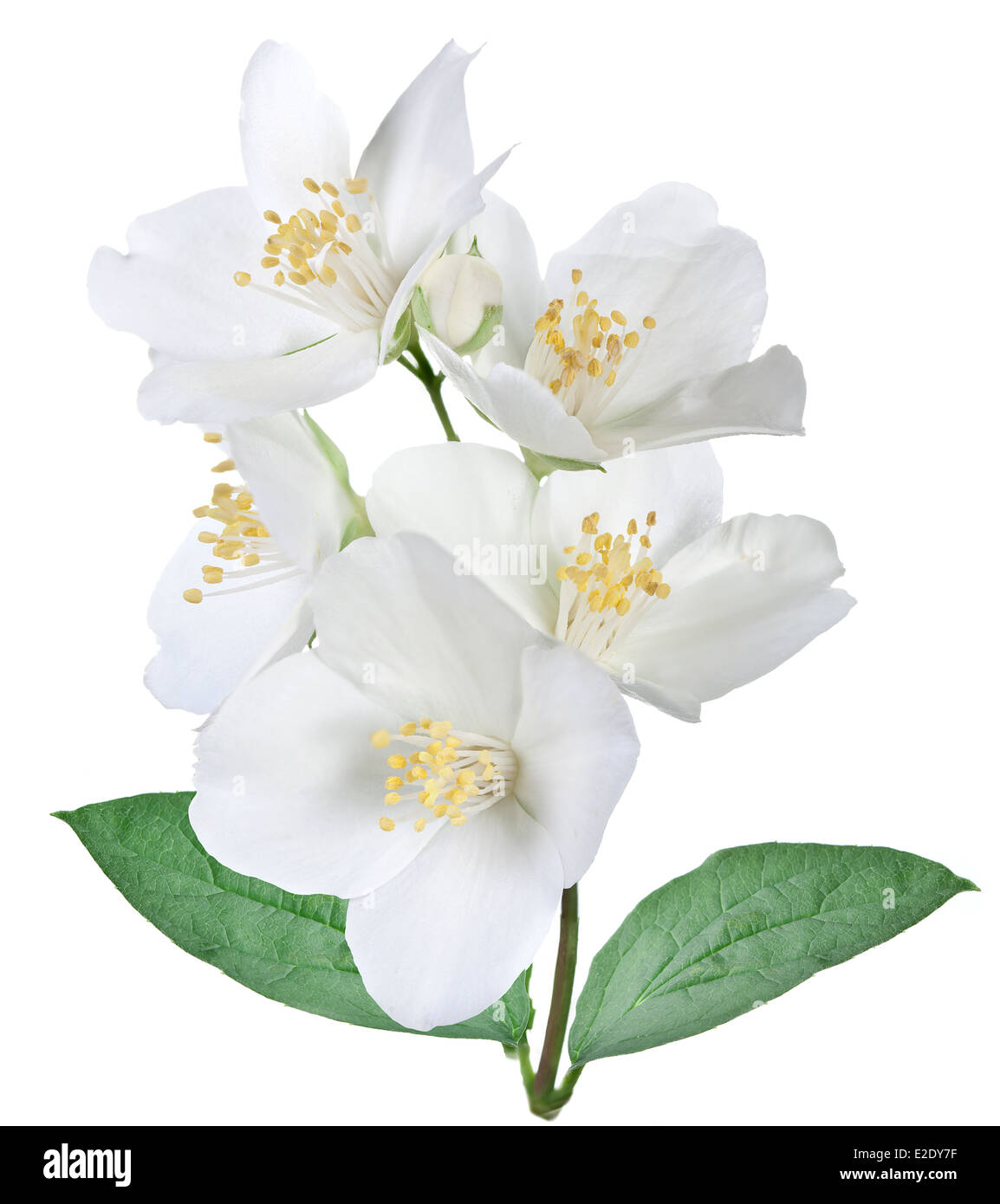 Jasmine flower hi-res stock photography and images - Alamy