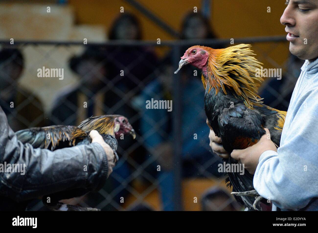 Peru Cuzco province Cuzco cokfighting in the Coliseum La Caponera Stock ...