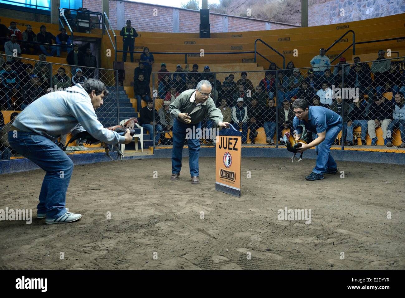 Peru Cuzco province Cuzco cokfighting in the Coliseum La Caponera Stock ...