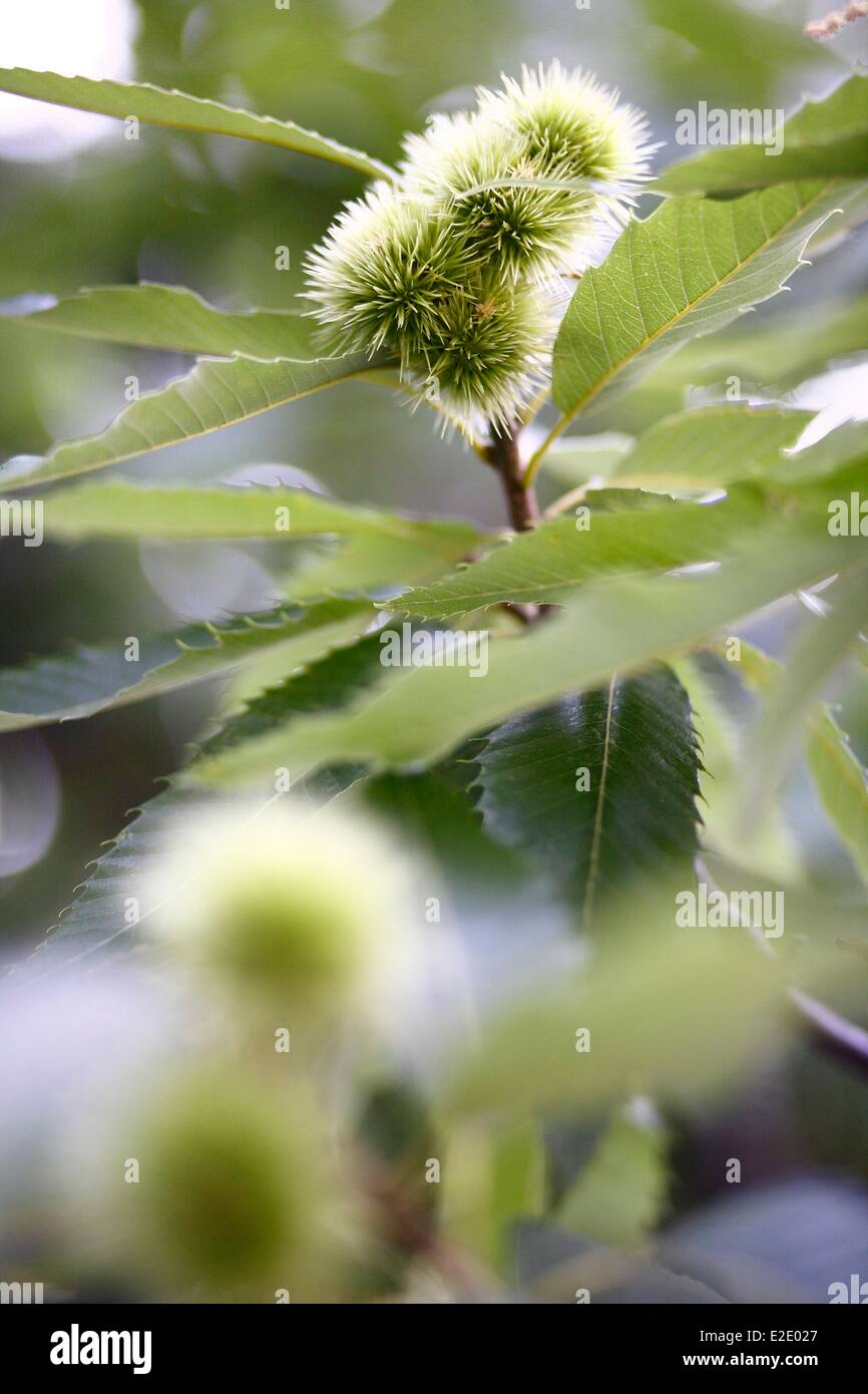 France Ardeche Thines bug of chestnut Stock Photo - Alamy