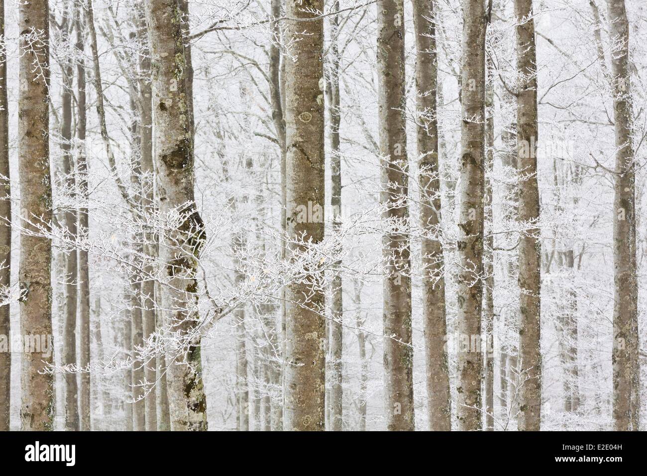 France Gard frosted beech forest (Fagus sylvatica) Serreyrede path ...