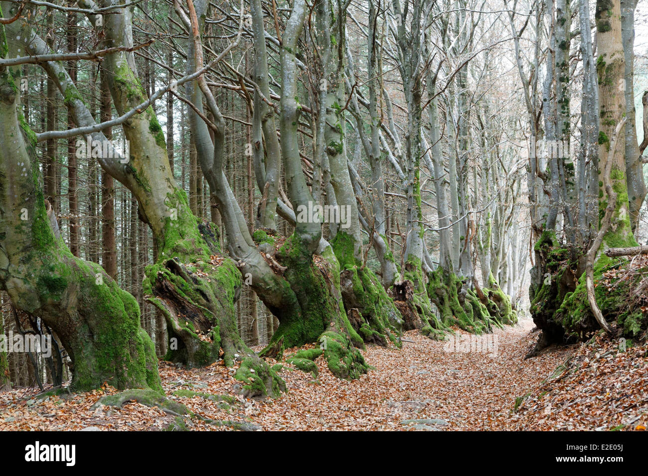 France Allier La Chabanne Montagne Bourbonnaise mossy trunks of old ...