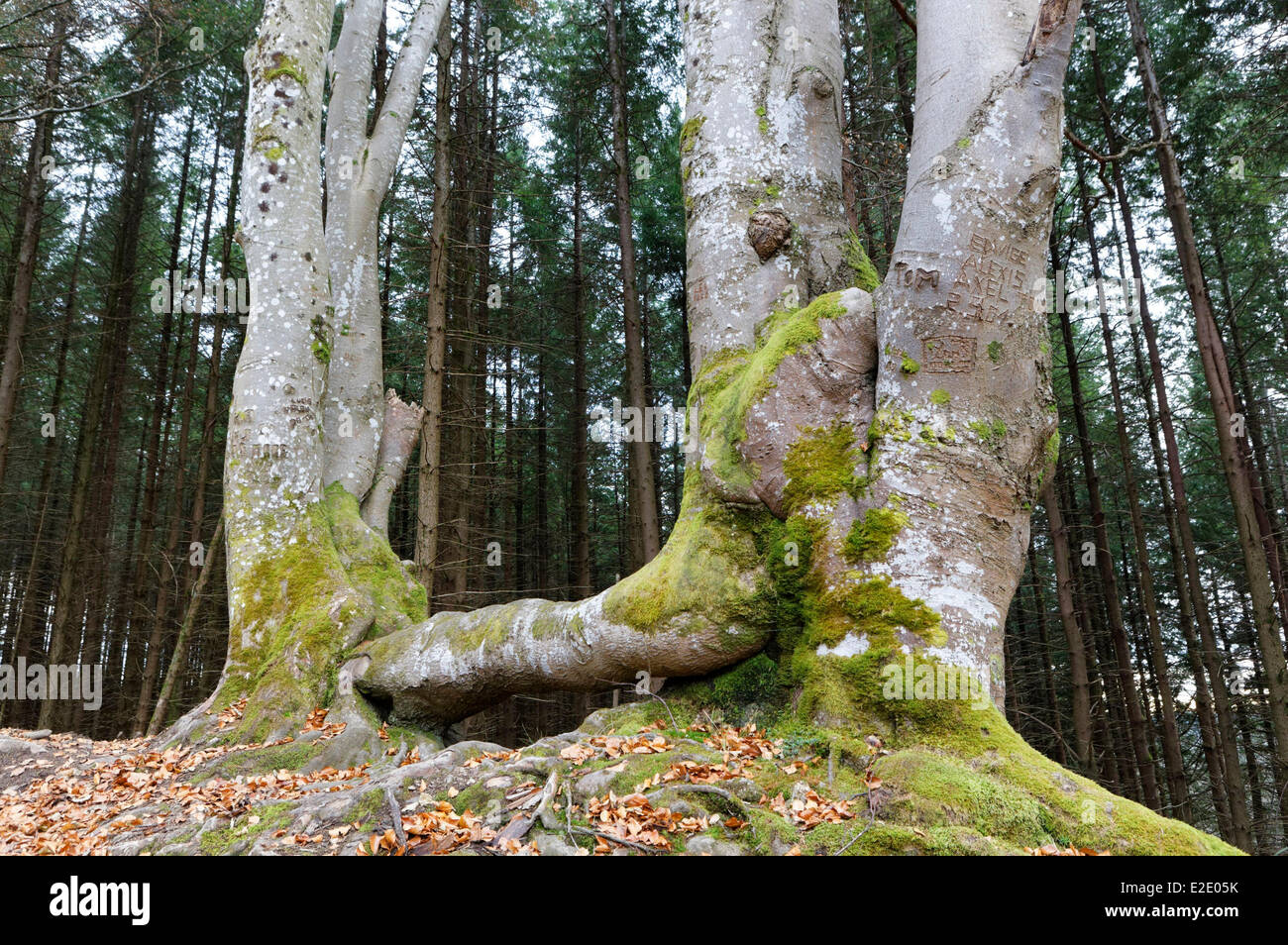 Chabanne hi-res stock photography and images - Alamy