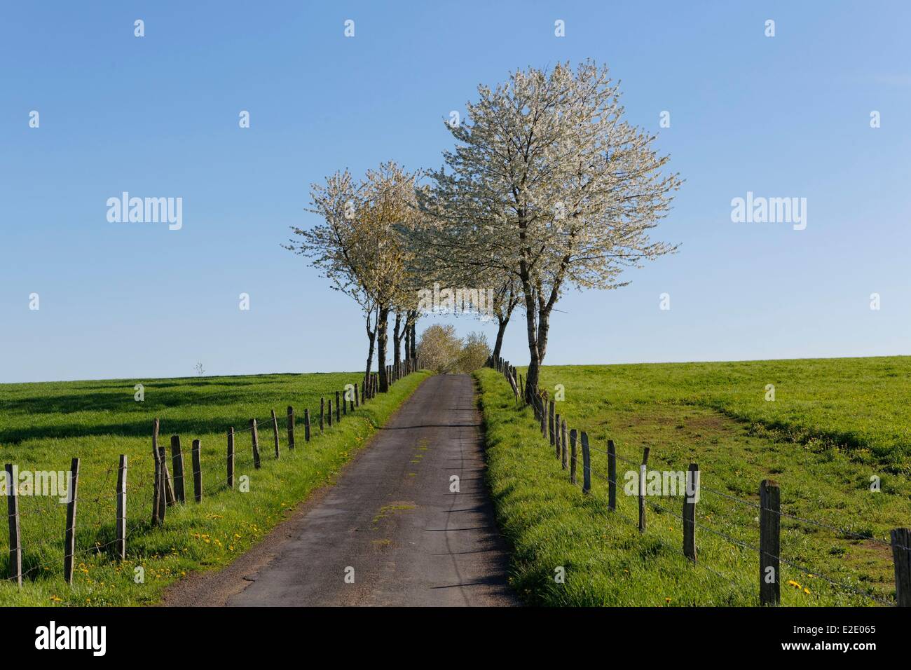 France Aveyron country road in the meadows Stock Photo - Alamy