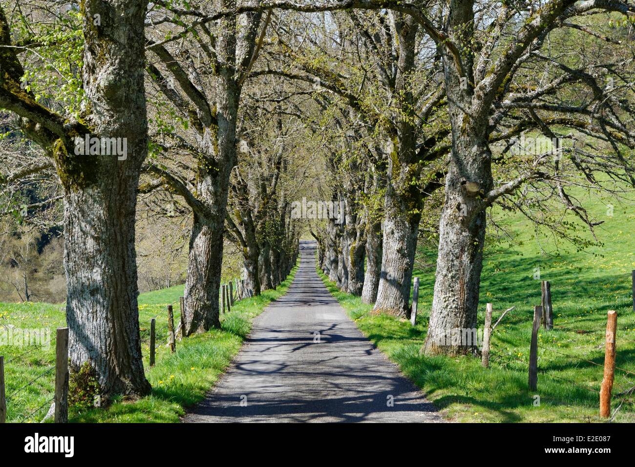 France Cantal lime-tree tilia Îeuropaea Stock Photo - Alamy