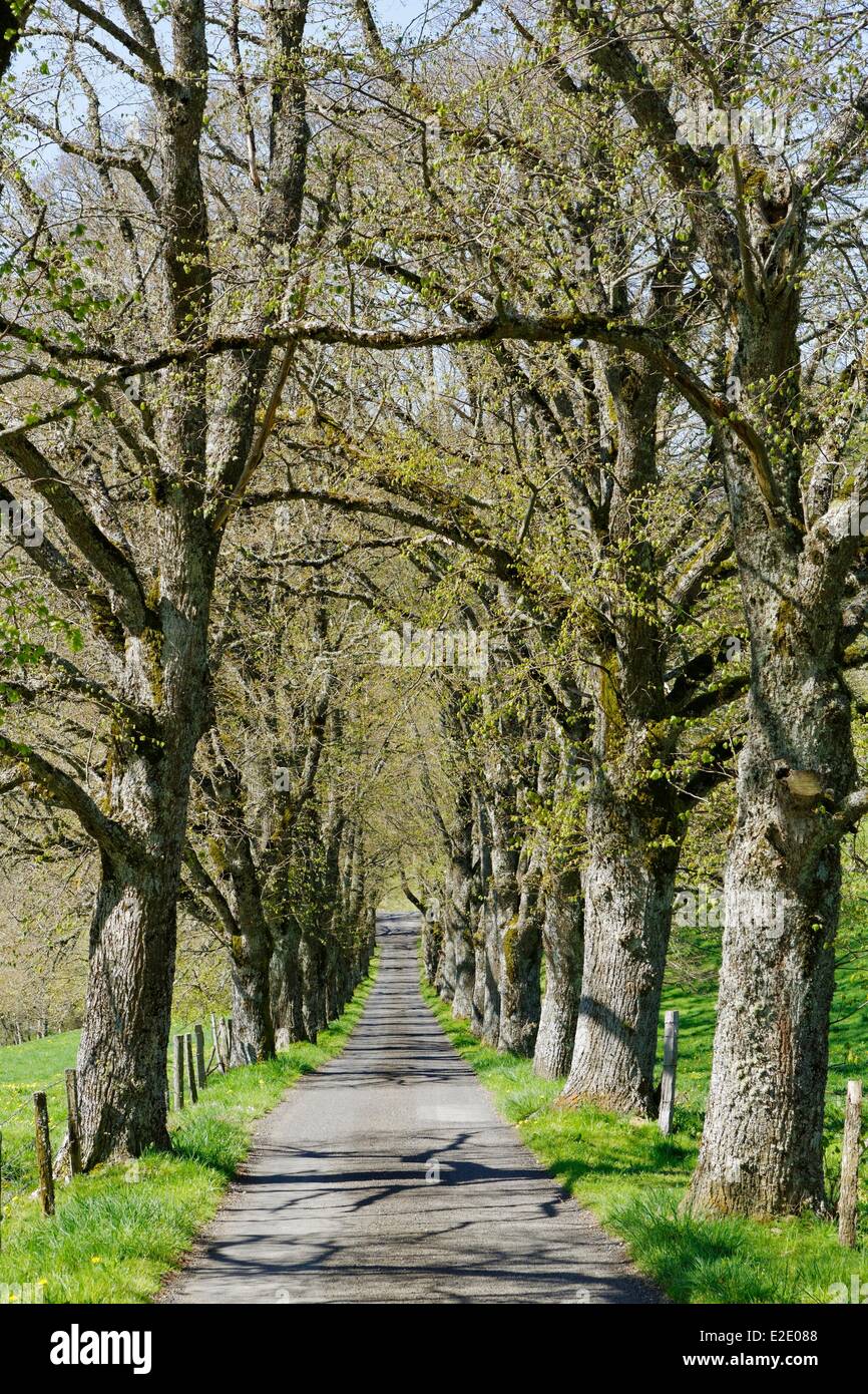 France Cantal lime-tree tilia Îeuropaea Stock Photo - Alamy