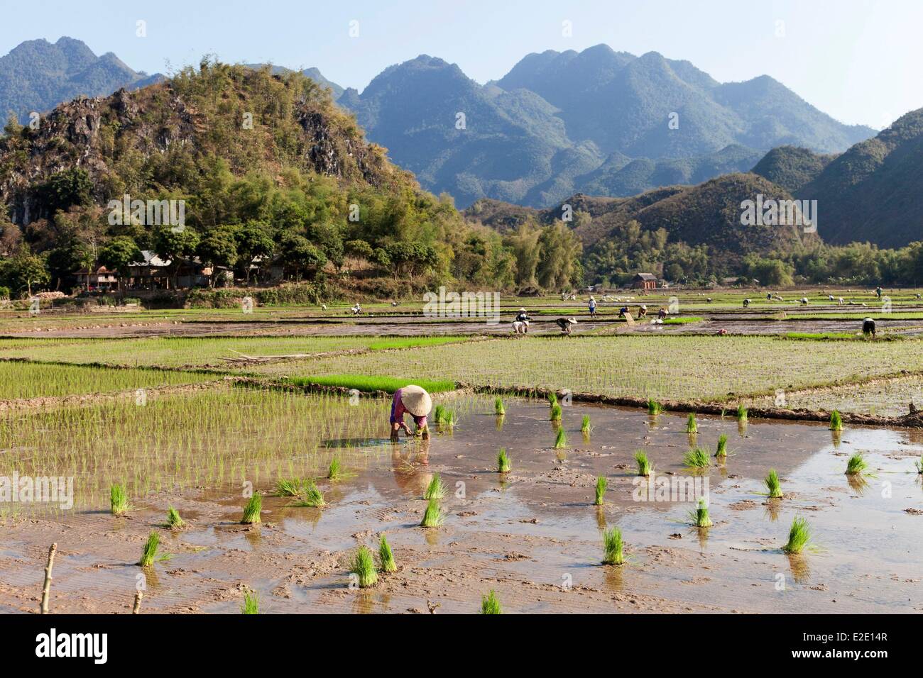 Mai chau field hi-res stock photography and images - Alamy