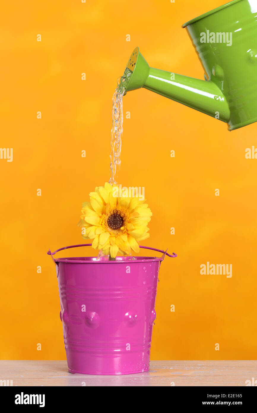 watering a flower with brilliant colors Stock Photo - Alamy