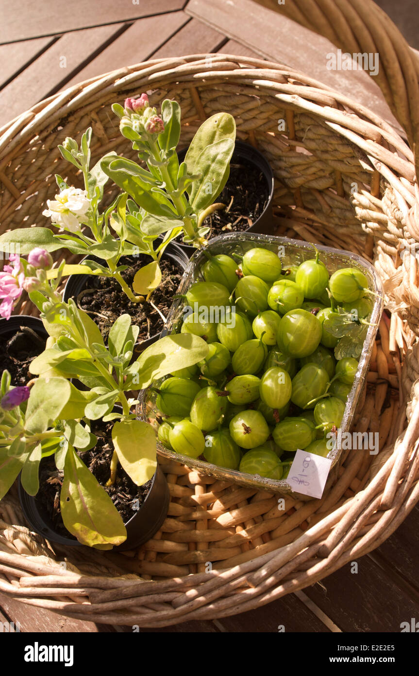 Traditional english perennial purple flowers hi-res stock photography ...
