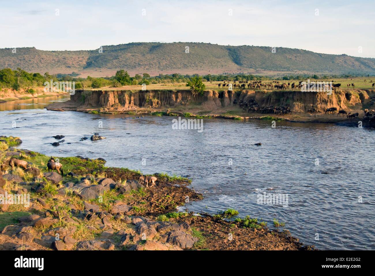 Kenya Masai Mara National Reserve river Mara Stock Photo - Alamy