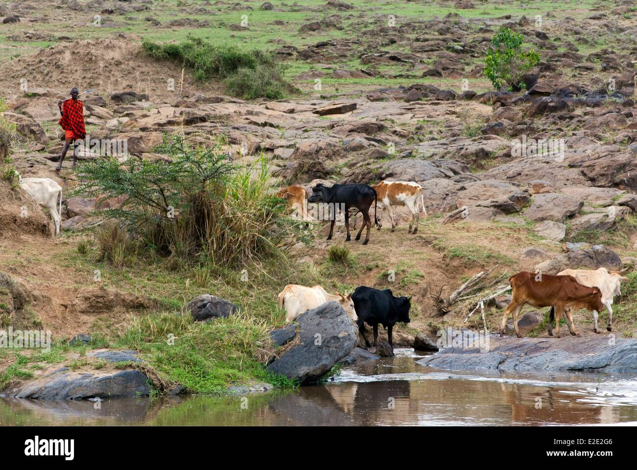 Kenya Masai Mara National Reserve Masai (Maasai) and cows to the river ...