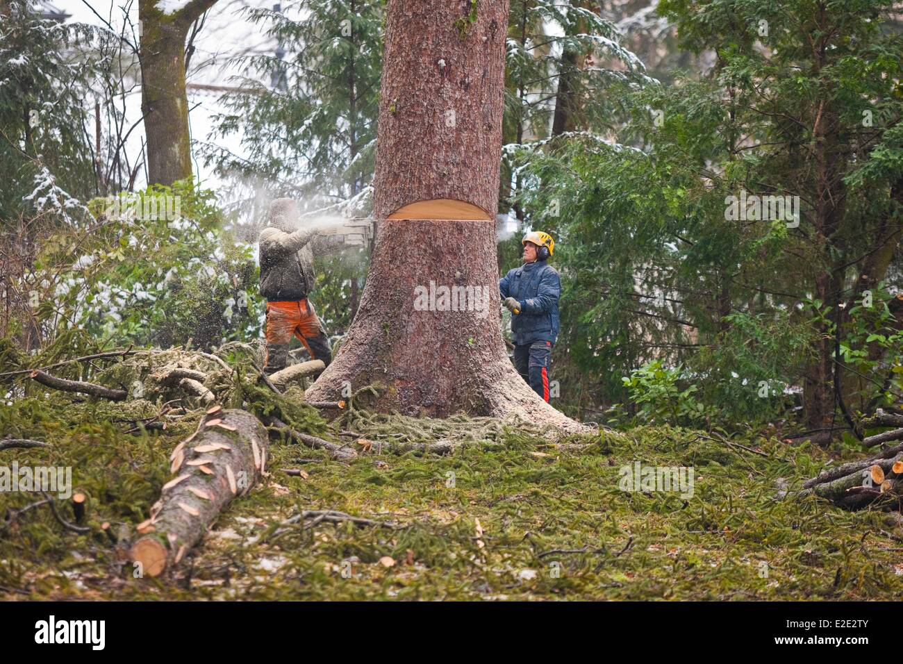 France Isere Grenoble pruning and felling large trees in a park Stock ...