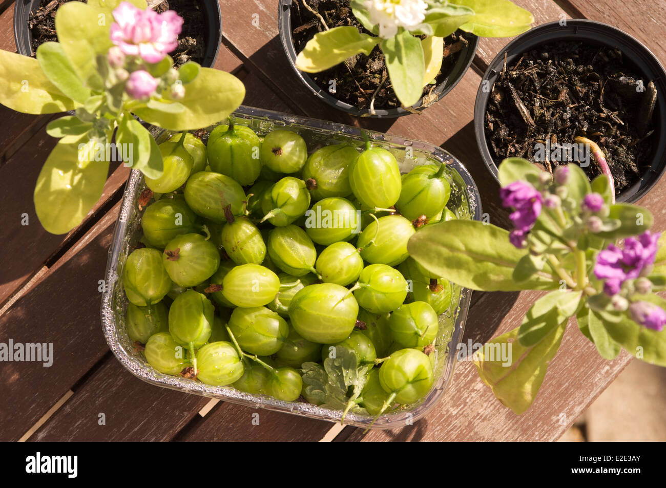 Traditional english perennial purple flowers hi-res stock photography ...