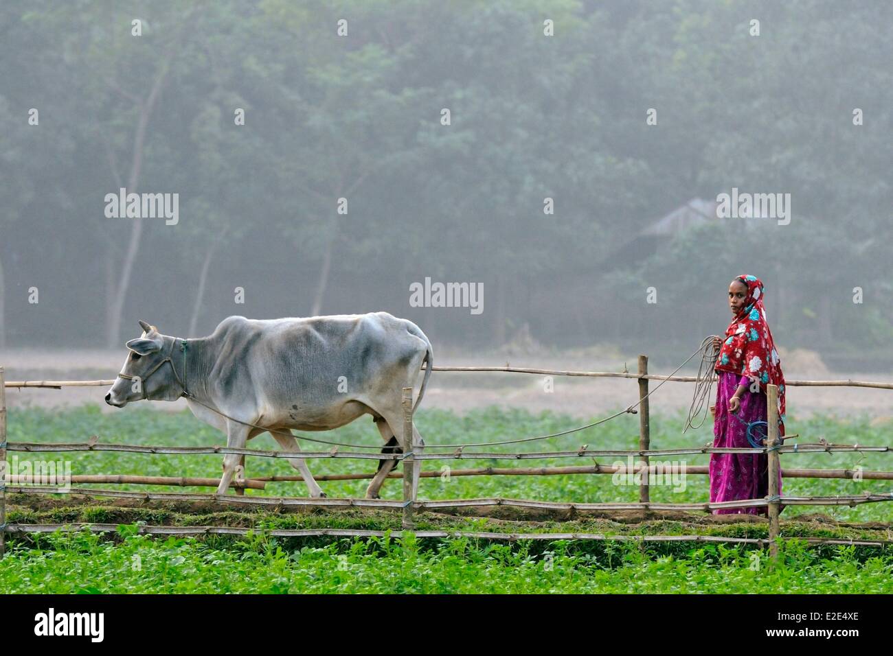 Bangladesh, Mahasthangarh is one of the earliest urban archaeological ...