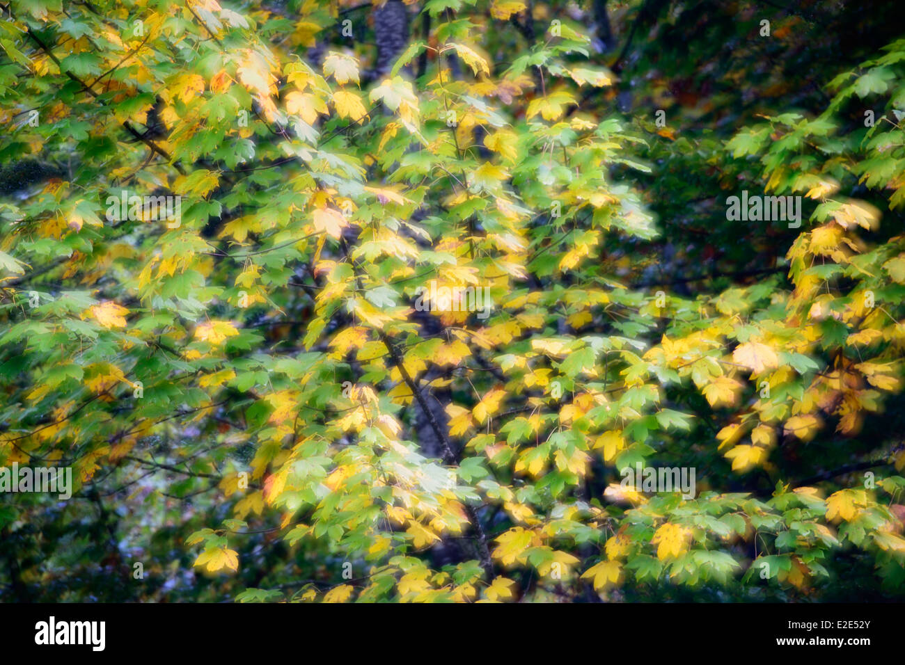 Leaves with autumn colors and double exposure Stock Photo - Alamy