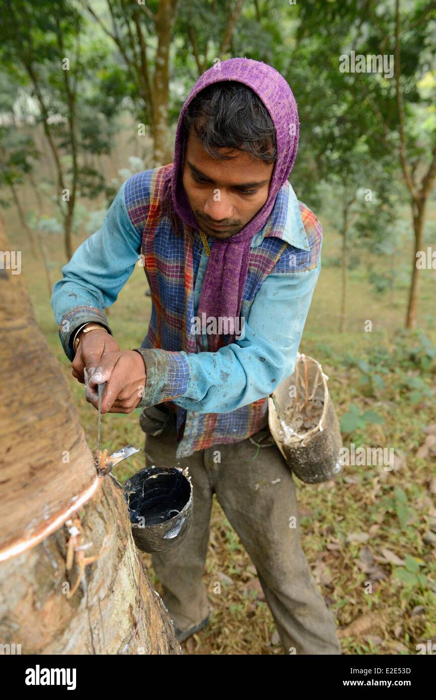 Bangladesh Sreemangal (ou Srimangal ou Srimongol) the tea capital is a ...