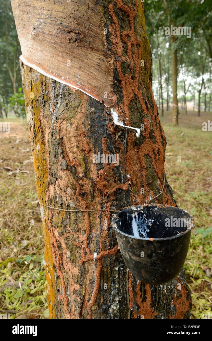 Bangladesh Sreemangal (ou Srimangal ou Srimongol) the tea capital is a ...