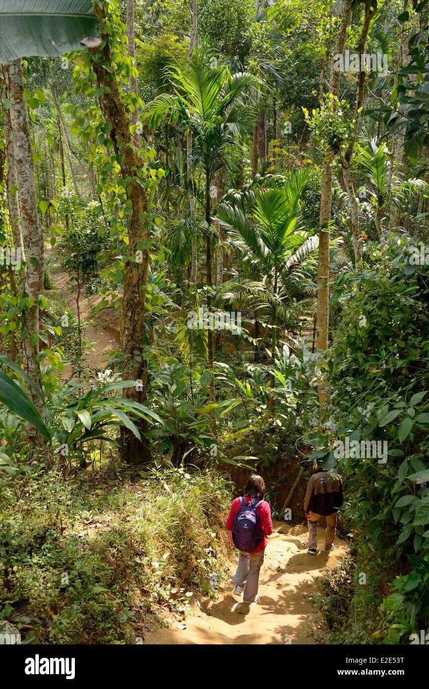 Bangladesh, Sreemangal (ou Srimangal ou Srimongol), the tea capital ...