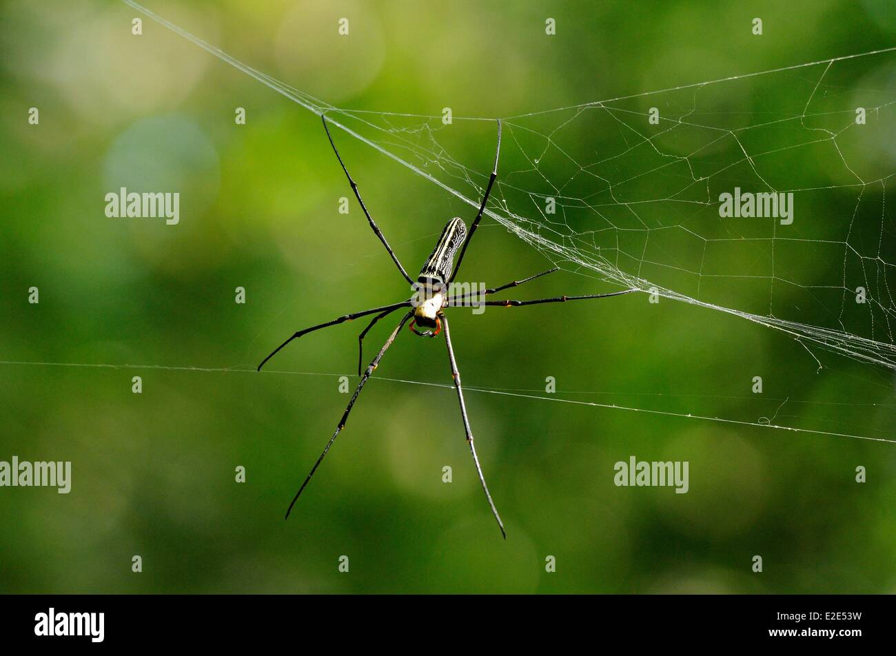 Bangladesh, Sreemangal (ou Srimangal ou Srimongol), the tea capital ...